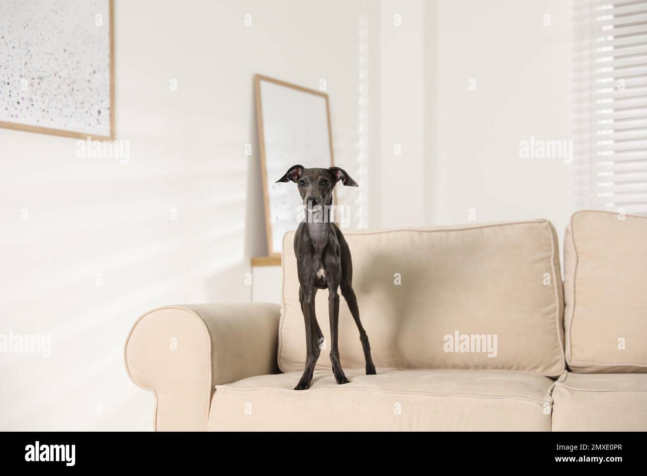 Italian Greyhound dog on sofa at home Stock Photo - Alamy