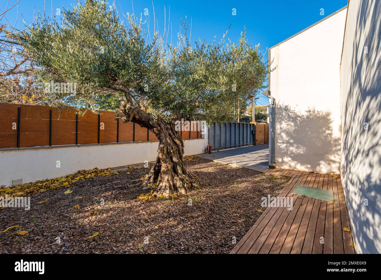 Centuries-old tree with a wide crown and strong powerful roots alone in ...