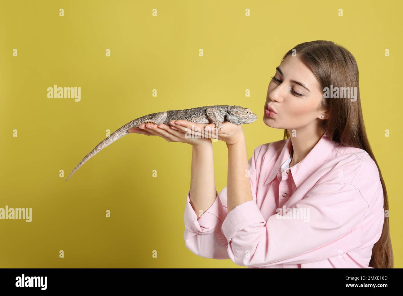 Woman holding bearded lizard on yellow background. Exotic pet Stock ...