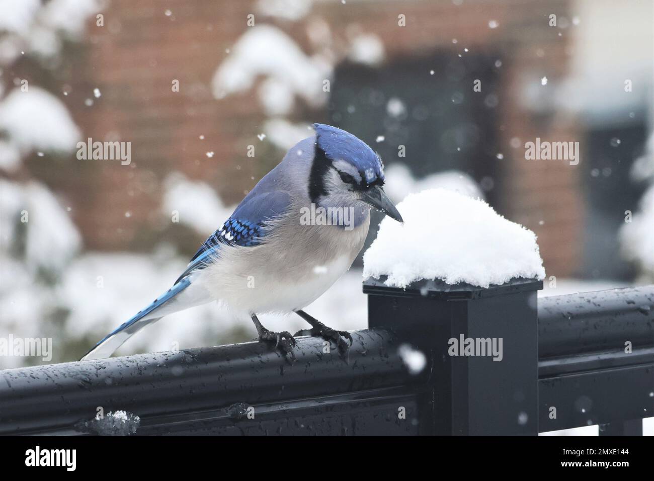 Fluffy blue jay perched on the railing Stock Photo - Alamy