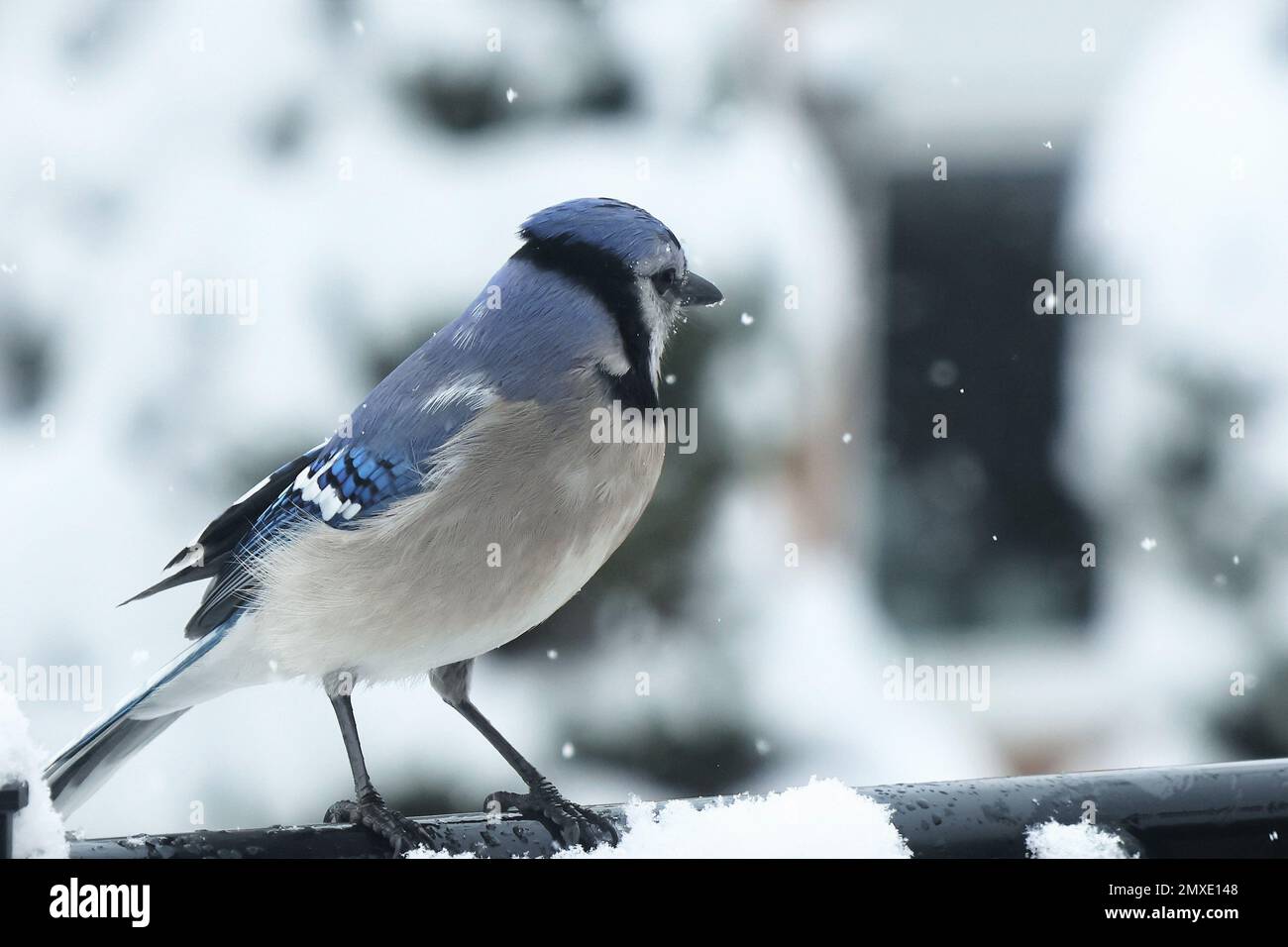 Small blue jay (Cyanocitta cristata) in the snowy background Stock ...