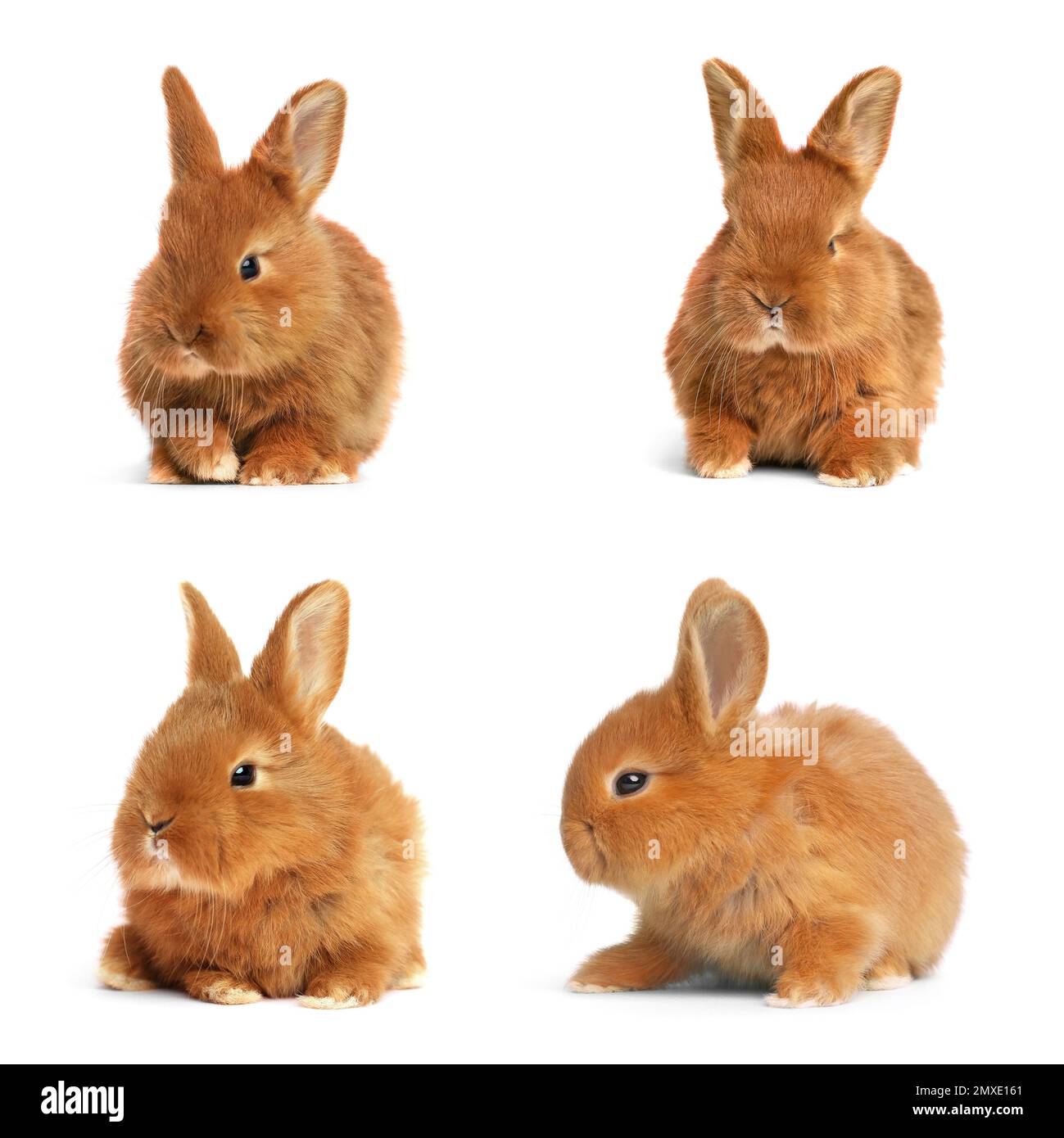 Collage with adorable fluffy Easter bunnies on white background Stock ...