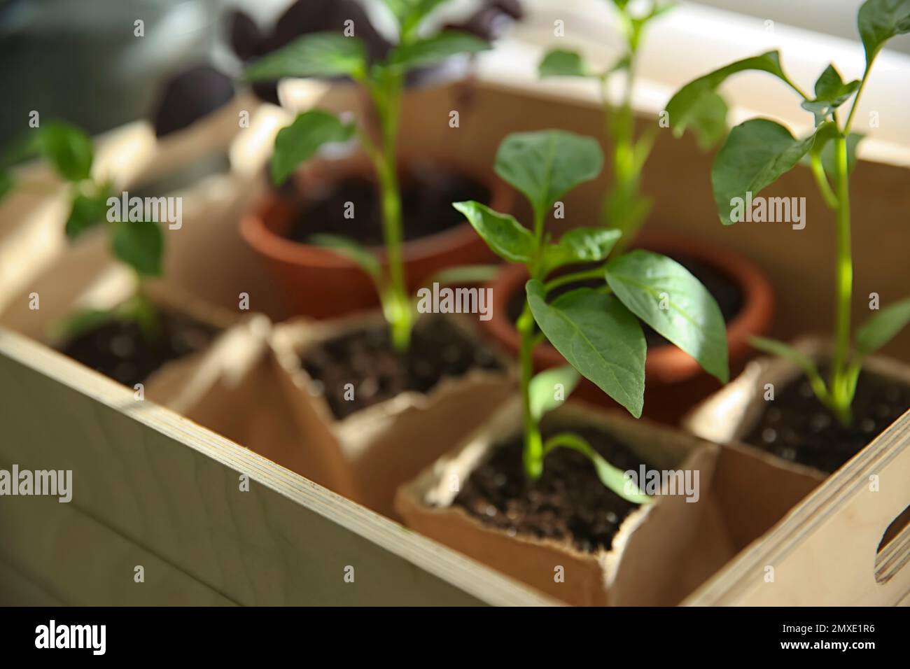 Many young seedlings in wooden crate, closeup Stock Photo - Alamy