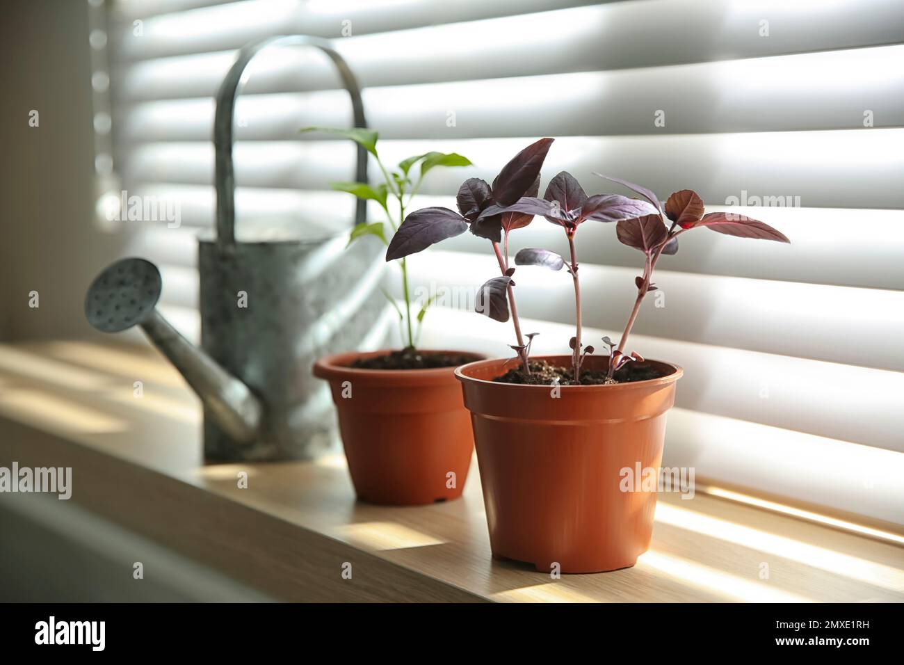 Red basil seedlings in flowerpot on window sill indoors Stock Photo - Alamy