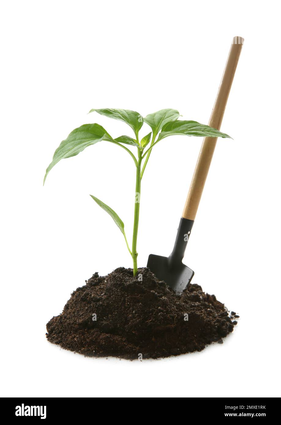 Pile of soil with green pepper seedling and gardening trowel isolated ...