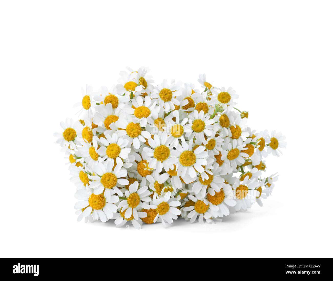 Beautiful fresh chamomile bouquet isolated on white Stock Photo - Alamy