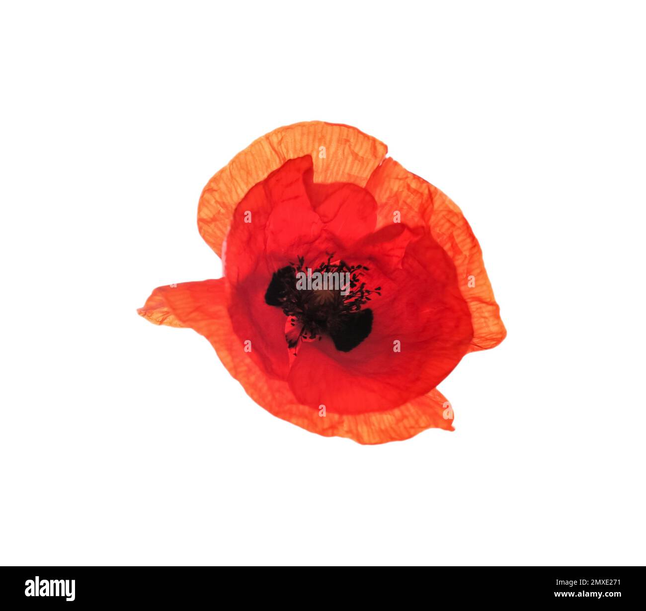 Beautiful red poppy flower isolated on white Stock Photo - Alamy