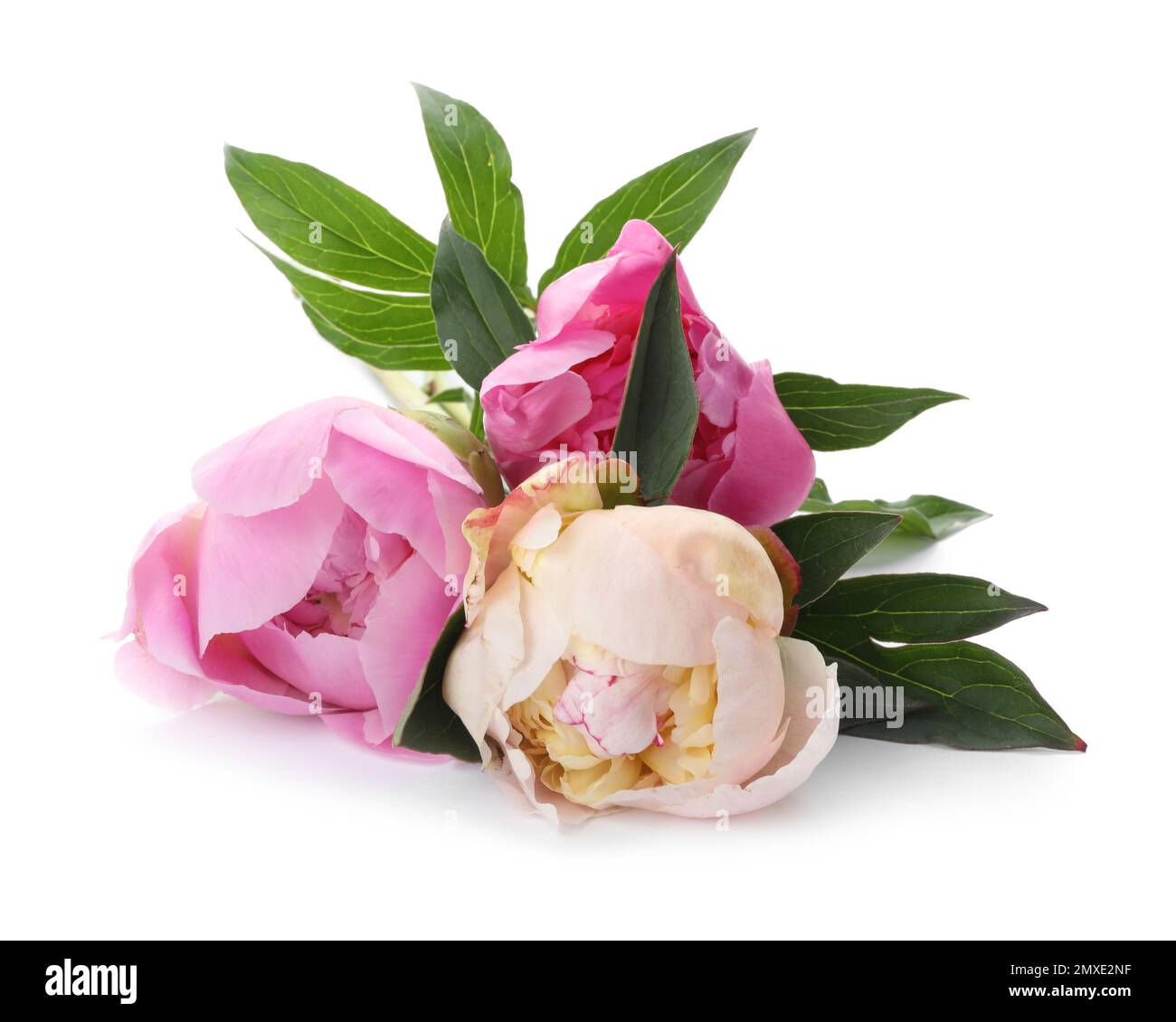 Stylish pink white peonies Cut Out Stock Images & Pictures - Alamy