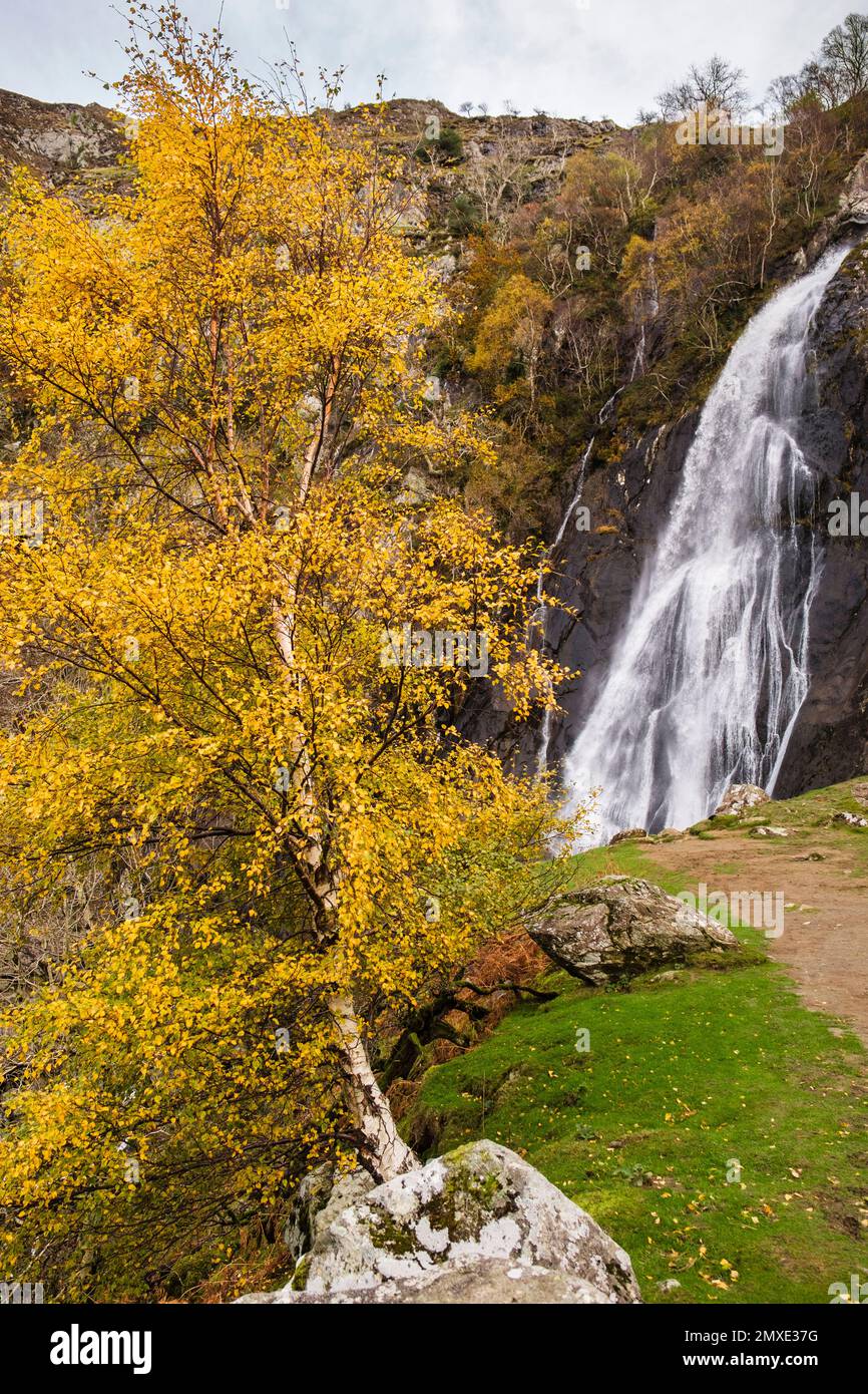 Silver Birch tree in autumn colour at Aber Falls waterfall in Coedydd ...