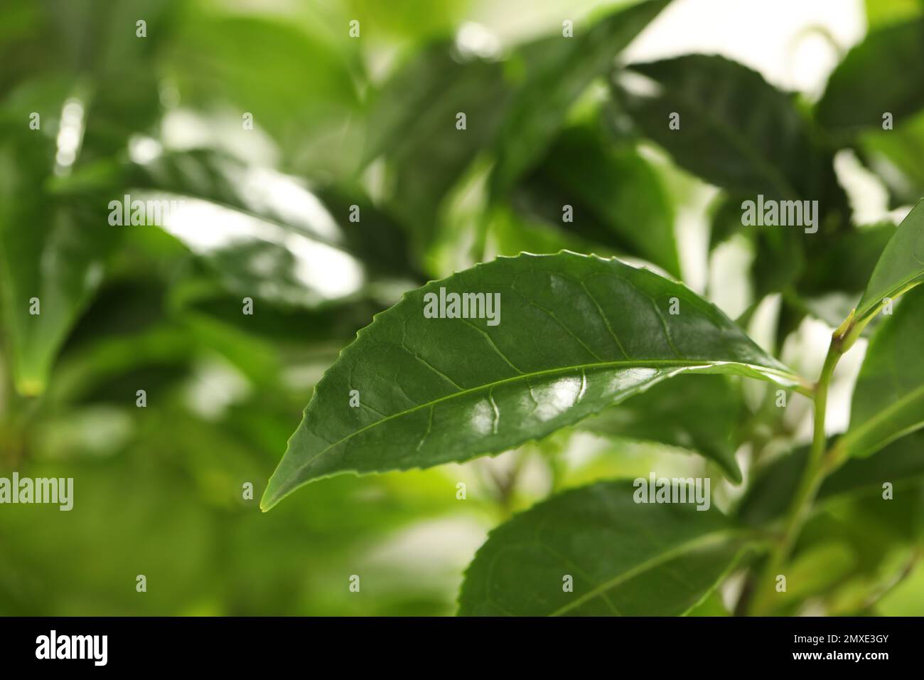 Closeup view of green tea plant against blurred background Stock Photo ...
