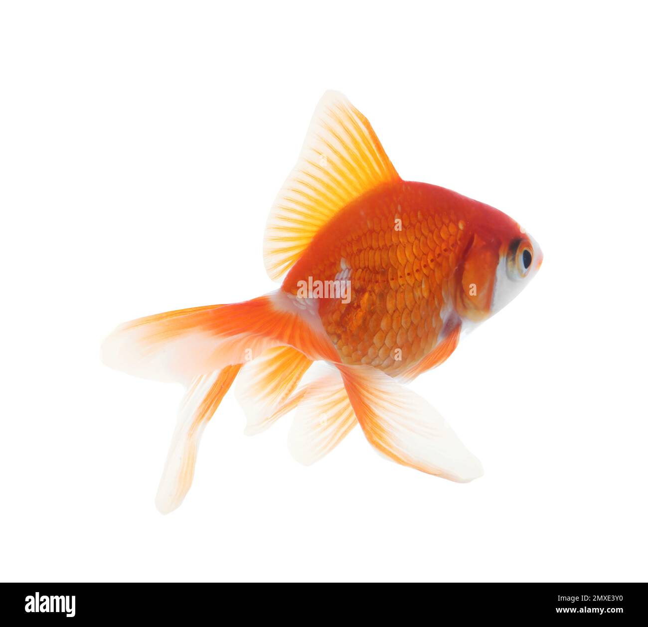 Beautiful bright small goldfish isolated on white Stock Photo - Alamy
