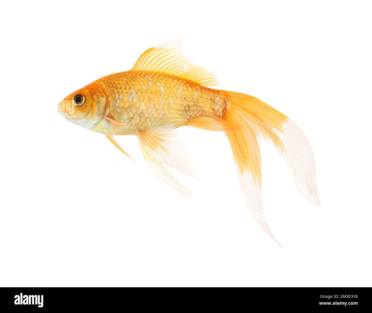 Beautiful bright small goldfish isolated on white Stock Photo - Alamy