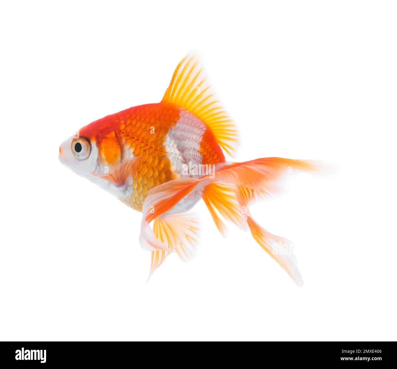 Beautiful bright small goldfish isolated on white Stock Photo - Alamy