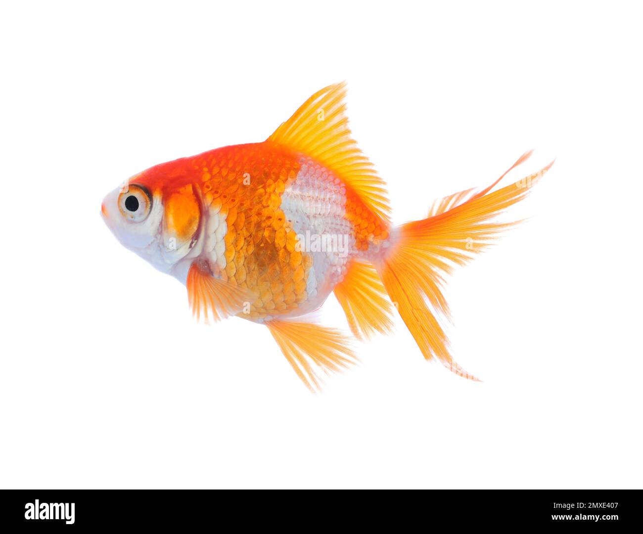 Goldfish golden carp object Cut Out Stock Images & Pictures - Alamy