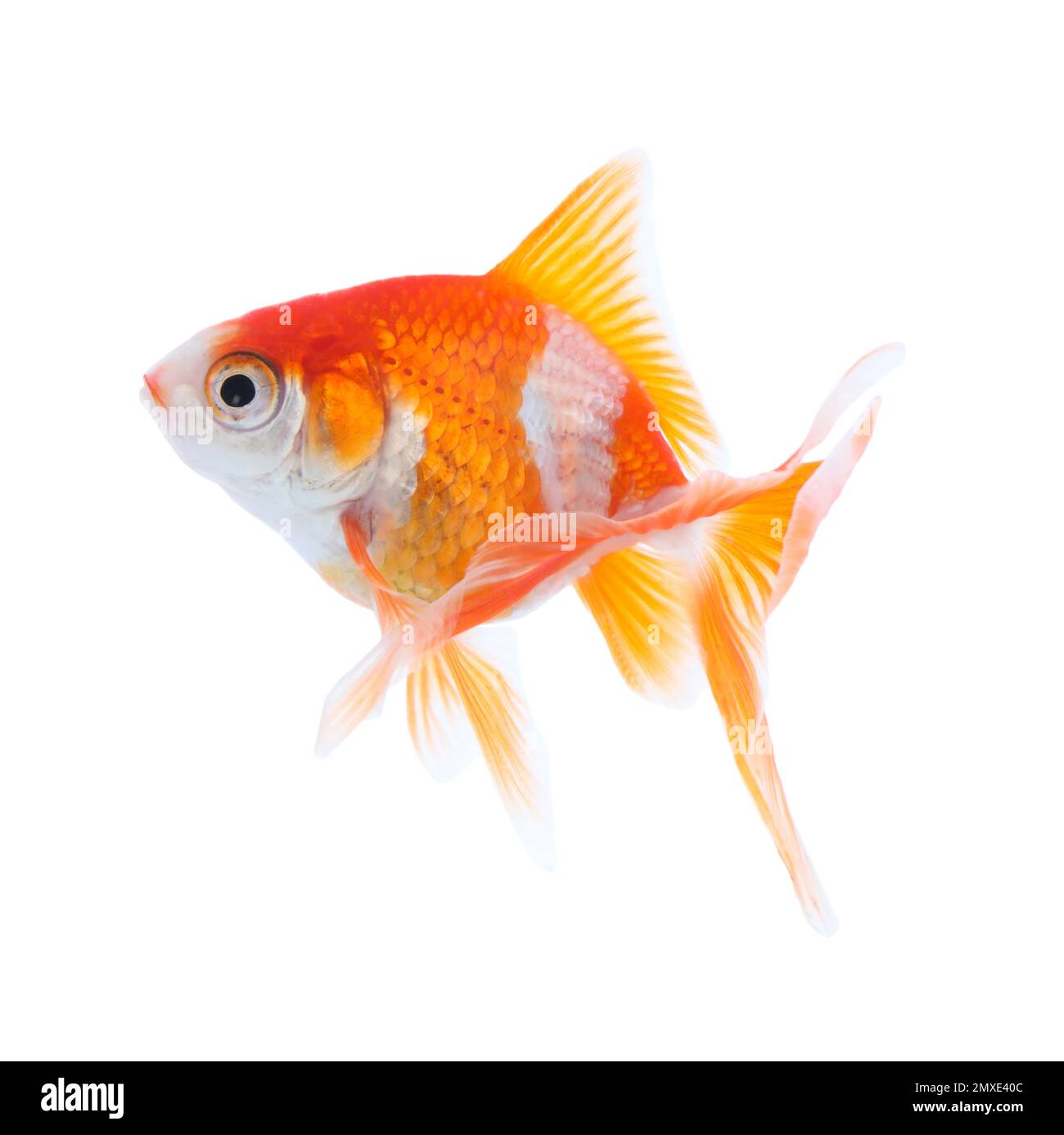 Beautiful bright small goldfish isolated on white Stock Photo - Alamy