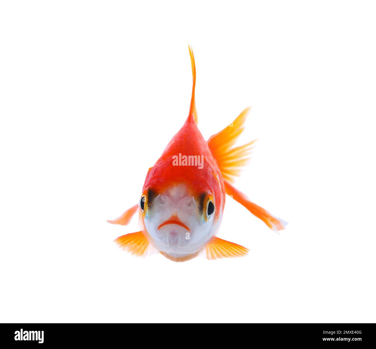 Beautiful bright small goldfish isolated on white Stock Photo - Alamy