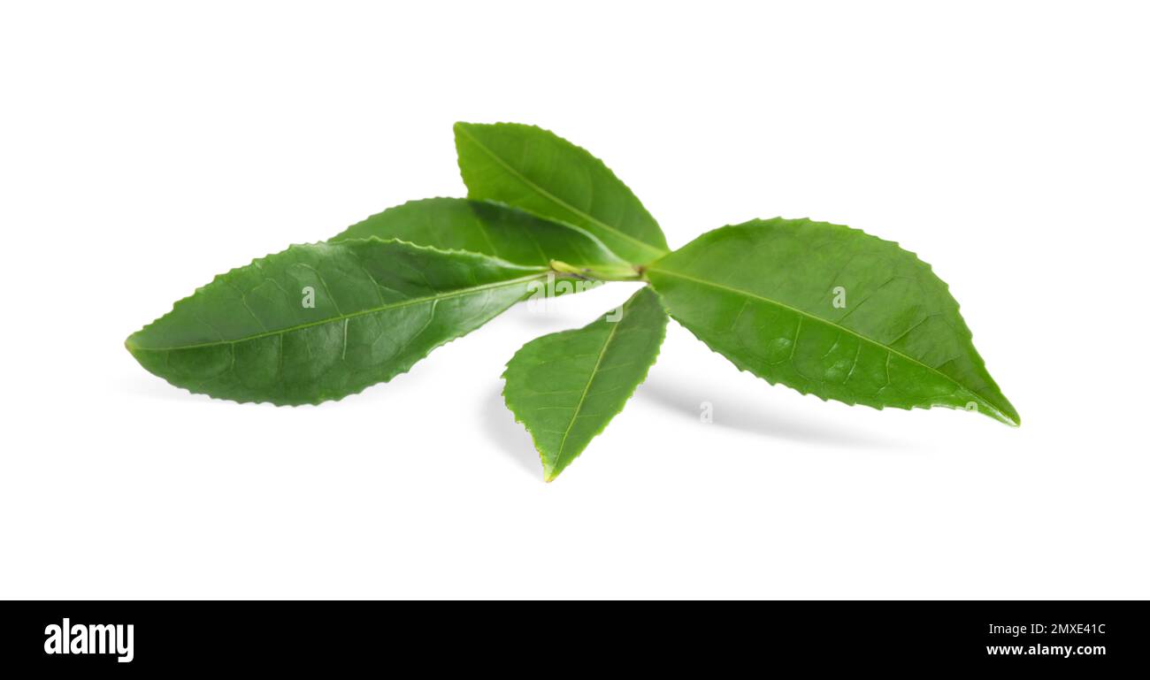 Green leaves of tea plant isolated on white Stock Photo - Alamy