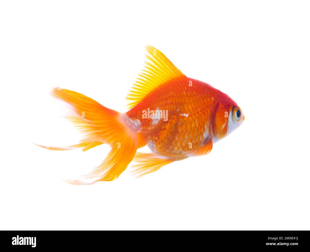 Beautiful bright small goldfish isolated on white Stock Photo - Alamy