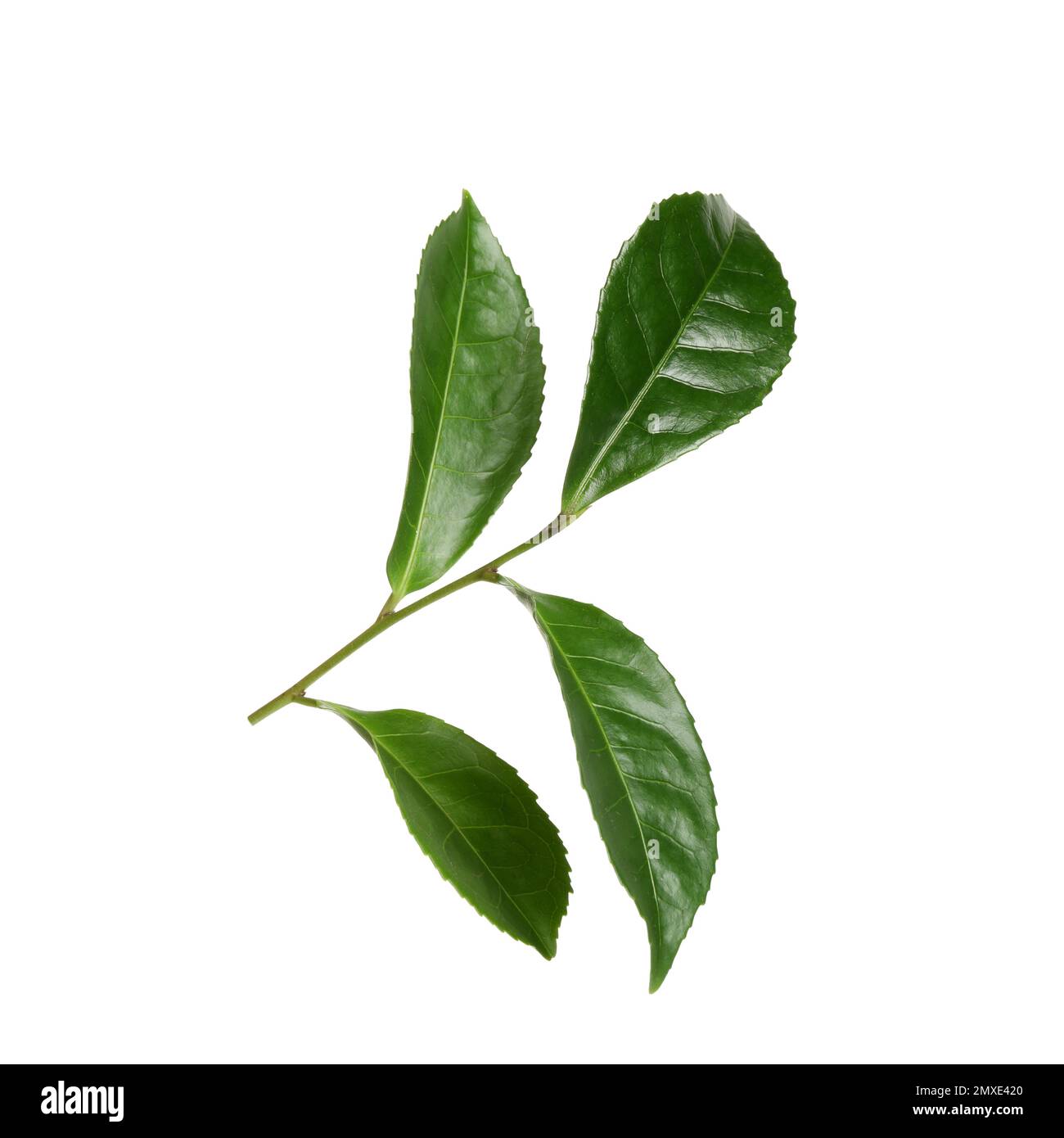 Green leaves of tea plant isolated on white Stock Photo - Alamy