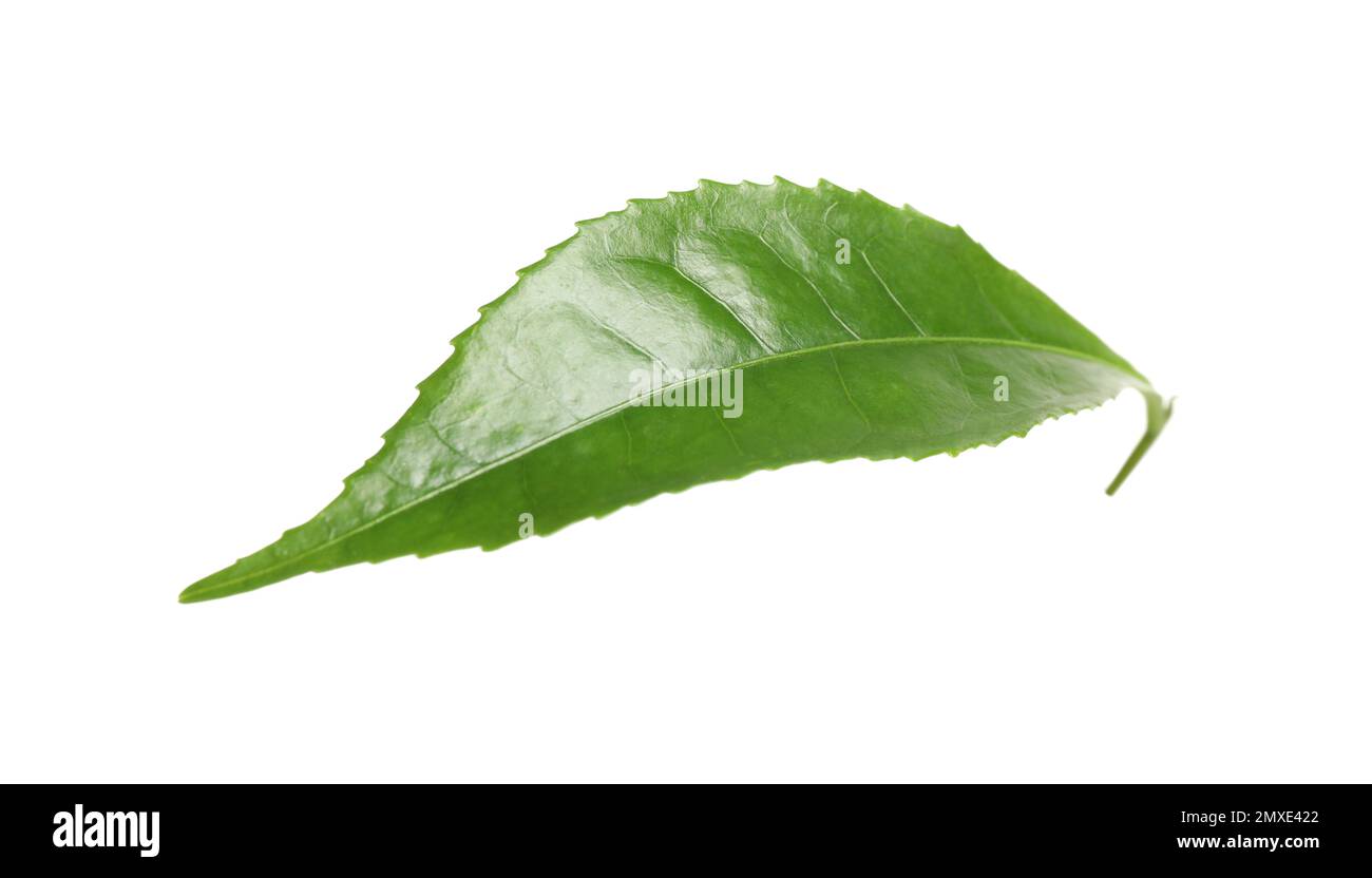 Green leaf of tea plant isolated on white Stock Photo - Alamy