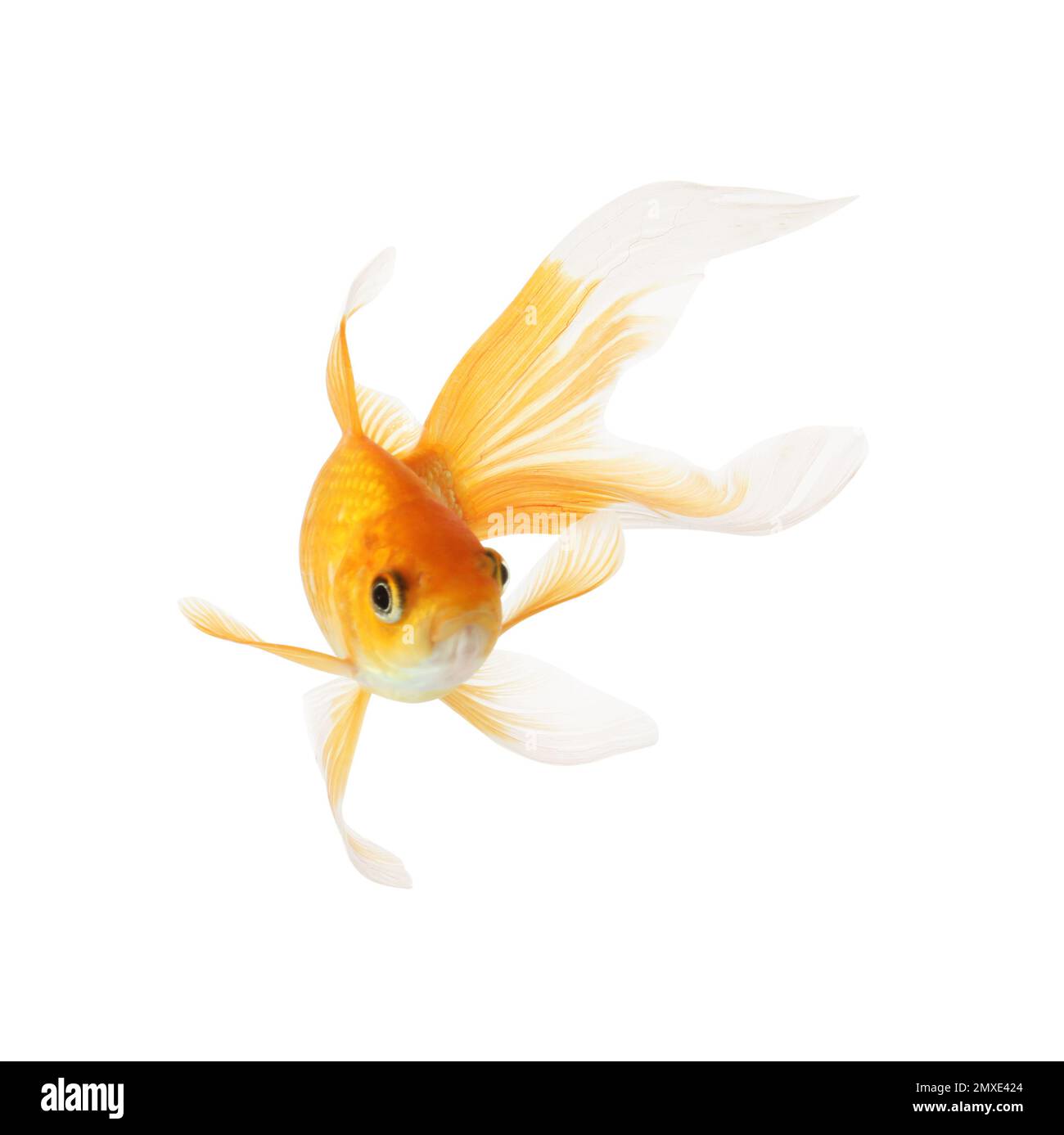 Beautiful bright small goldfish isolated on white Stock Photo - Alamy