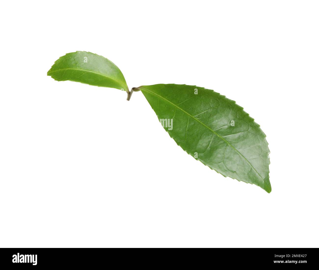 Green leaves of tea plant isolated on white Stock Photo - Alamy