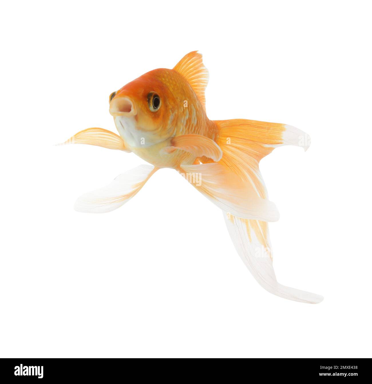 Beautiful bright small goldfish isolated on white Stock Photo - Alamy