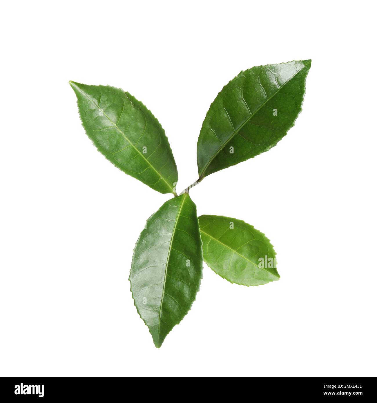 Green leaves of tea plant isolated on white Stock Photo - Alamy