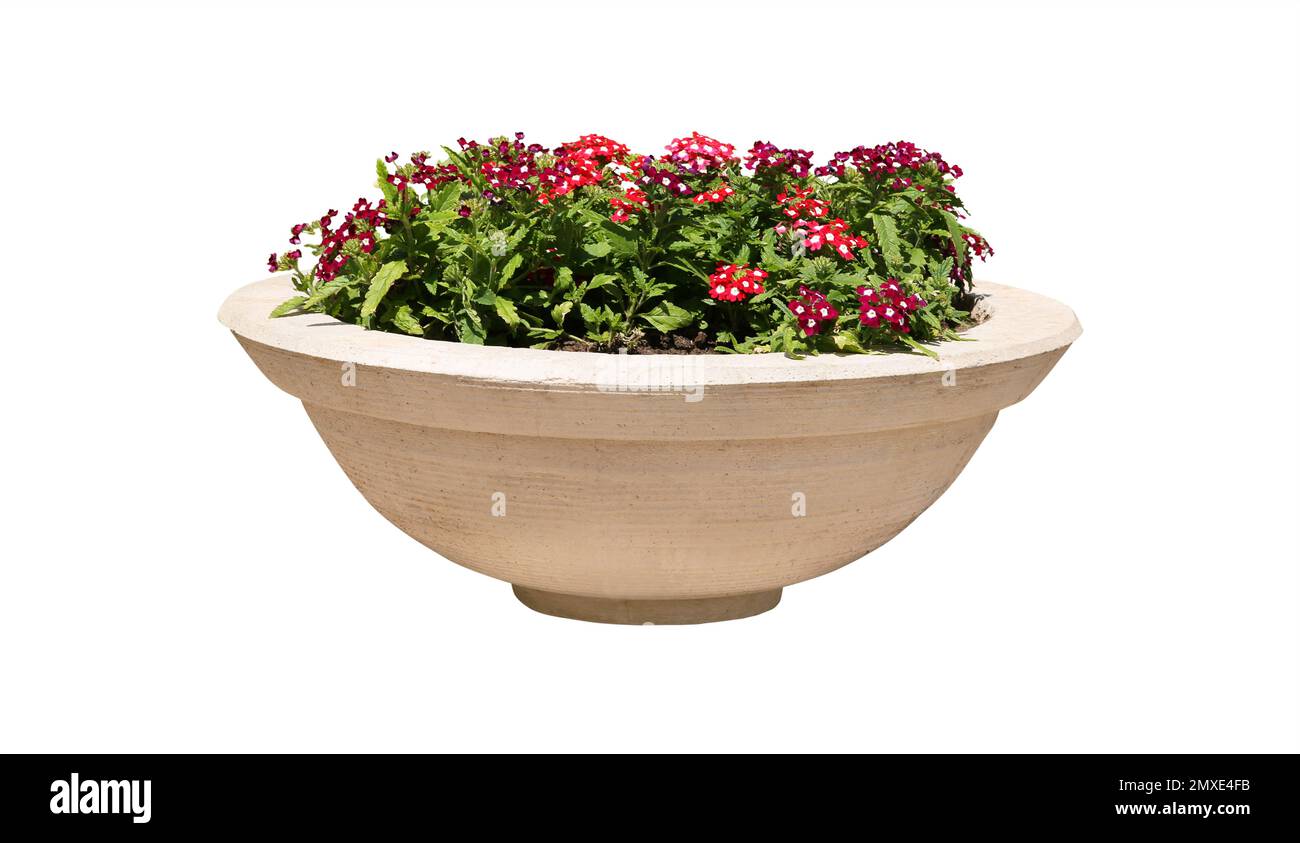 Beautiful flowers in stone plant pot on white background Stock Photo ...