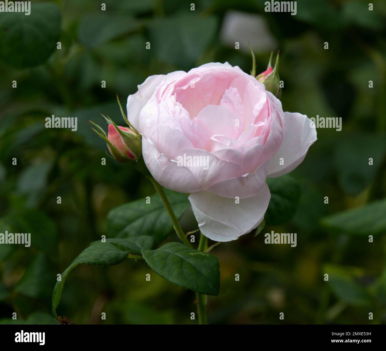 Pale pink bloom and buds of rose Scepter'd or Sceptered Isle in UK ...