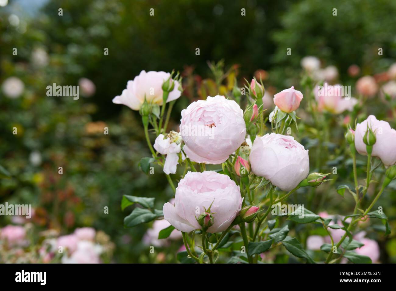 Pale pink blooms and buds of rose Scepter'd Isle in UK garden September ...