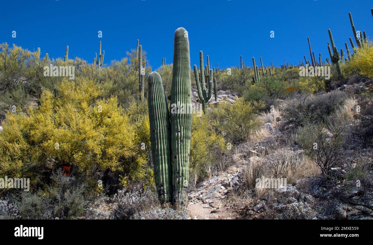 The saguaro cactus in the desert Stock Photo - Alamy