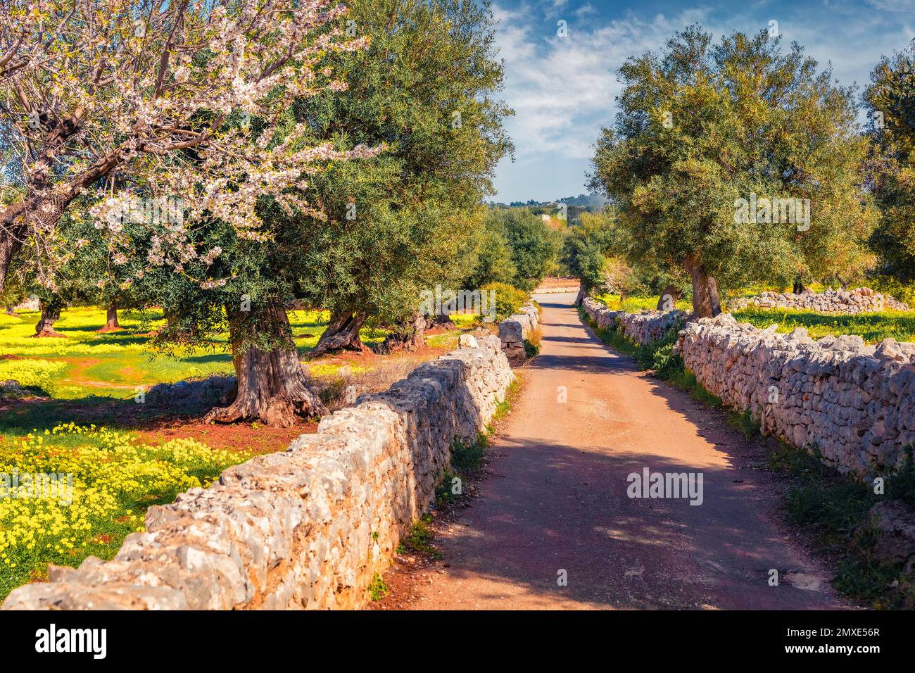 Beautiful spring scenery. Blooming apple tree in olive garden. Sunny ...
