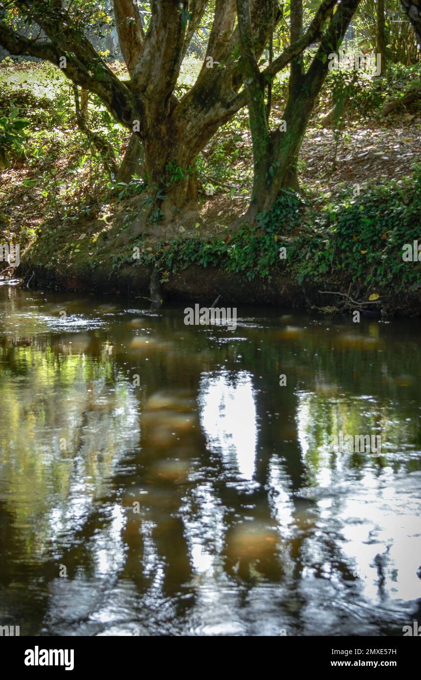 A river covered in tree shade in Costa Rica Stock Photo - Alamy