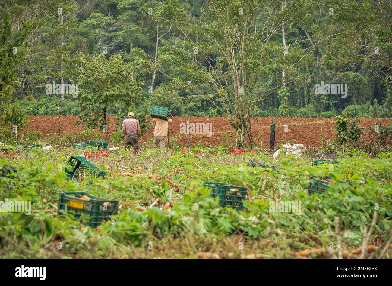 The plastic boxes in the field for cassava harvest, Costa Rica Stock ...