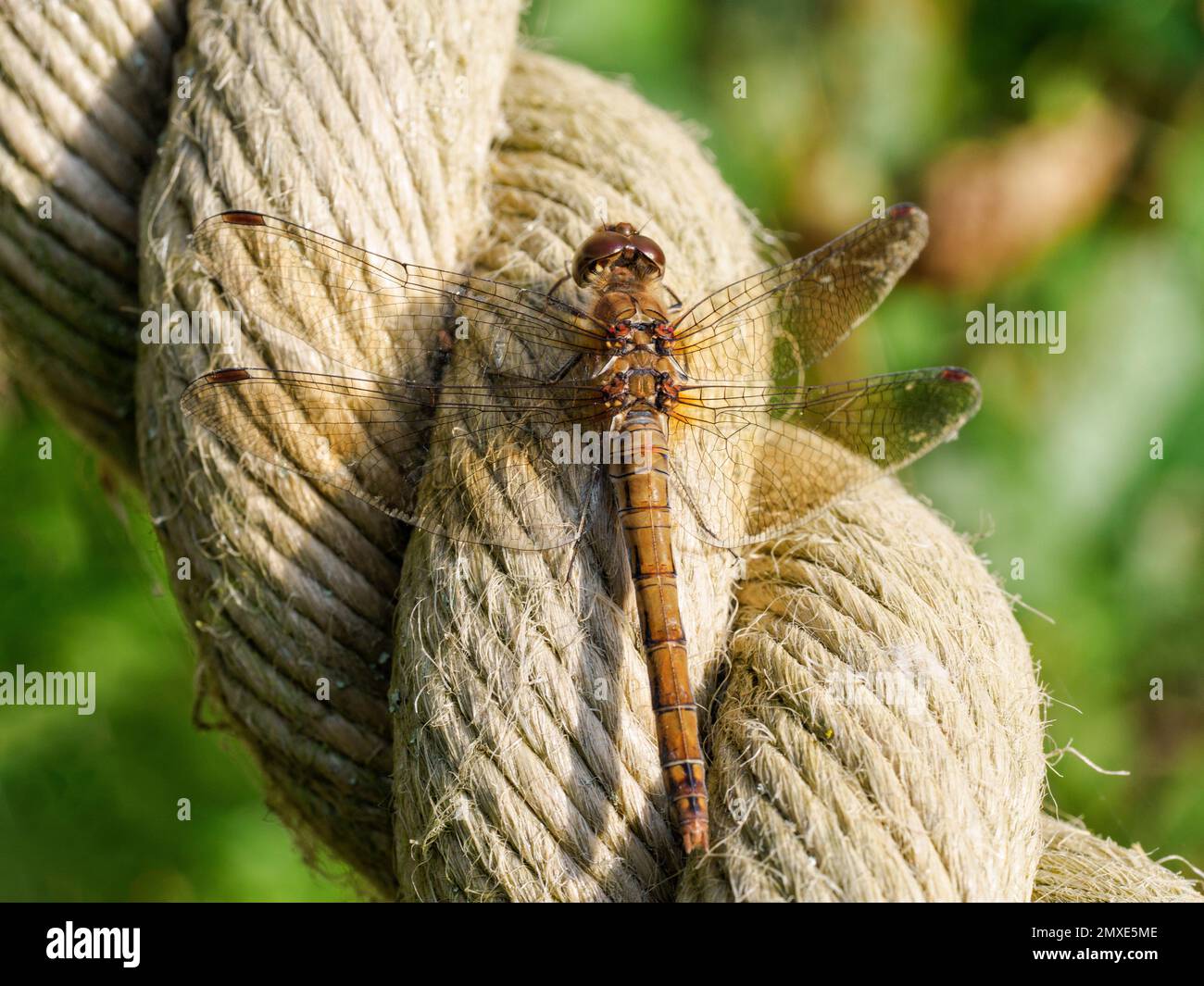 Common darter -Sympetrum striolatum -dragonfly resting on a thick rope ...