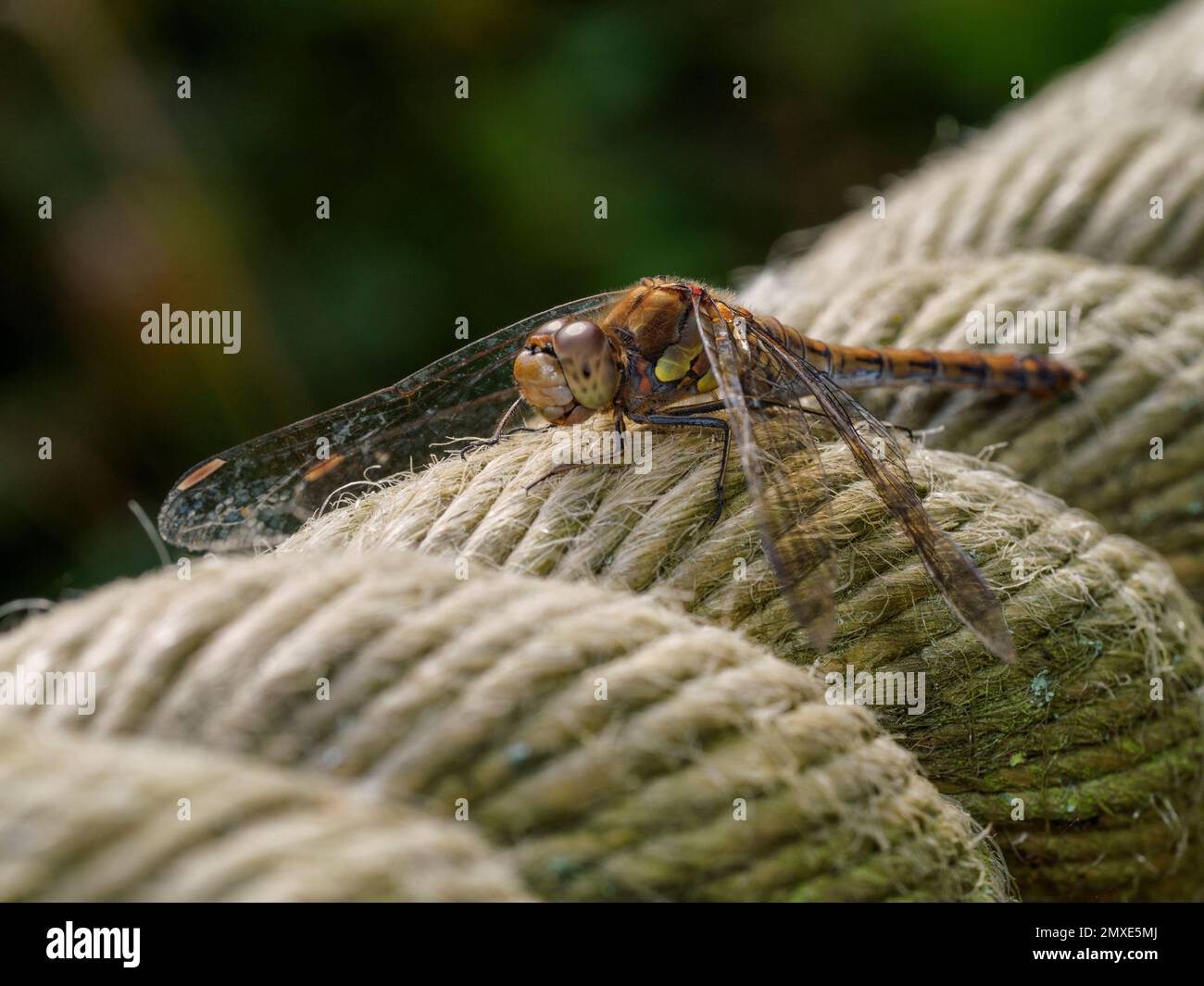 Common darter -Sympetrum striolatum -dragonfly resting on a thick rope ...