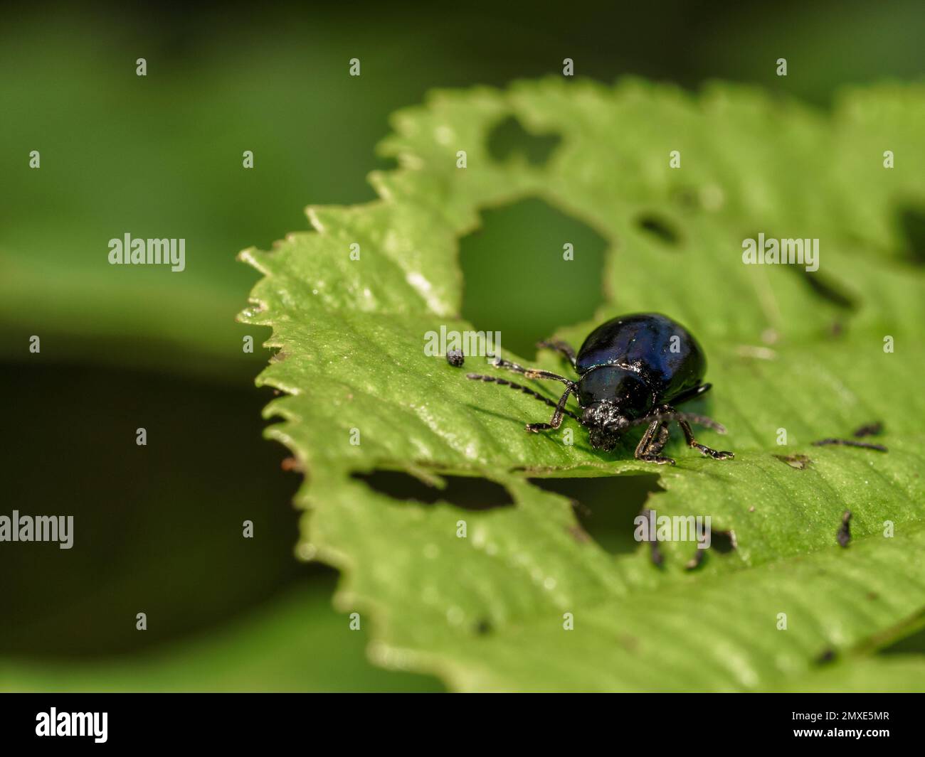Alder leaf beetle - agelastica alni Stock Photo - Alamy
