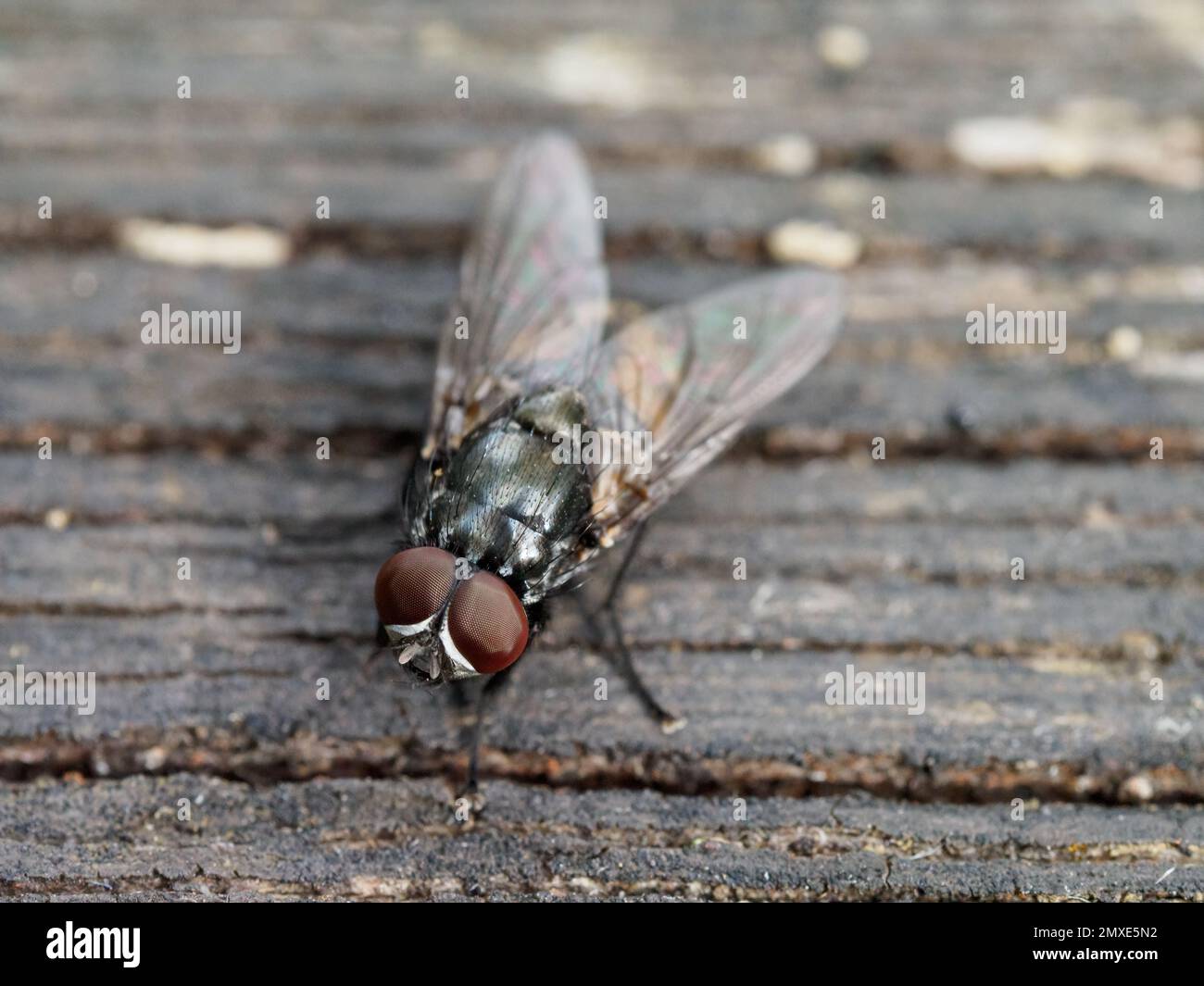 Common housefly (musca domestica Stock Photo - Alamy