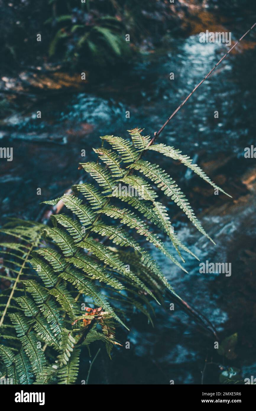 Daek hi-res stock photography and images - Alamy