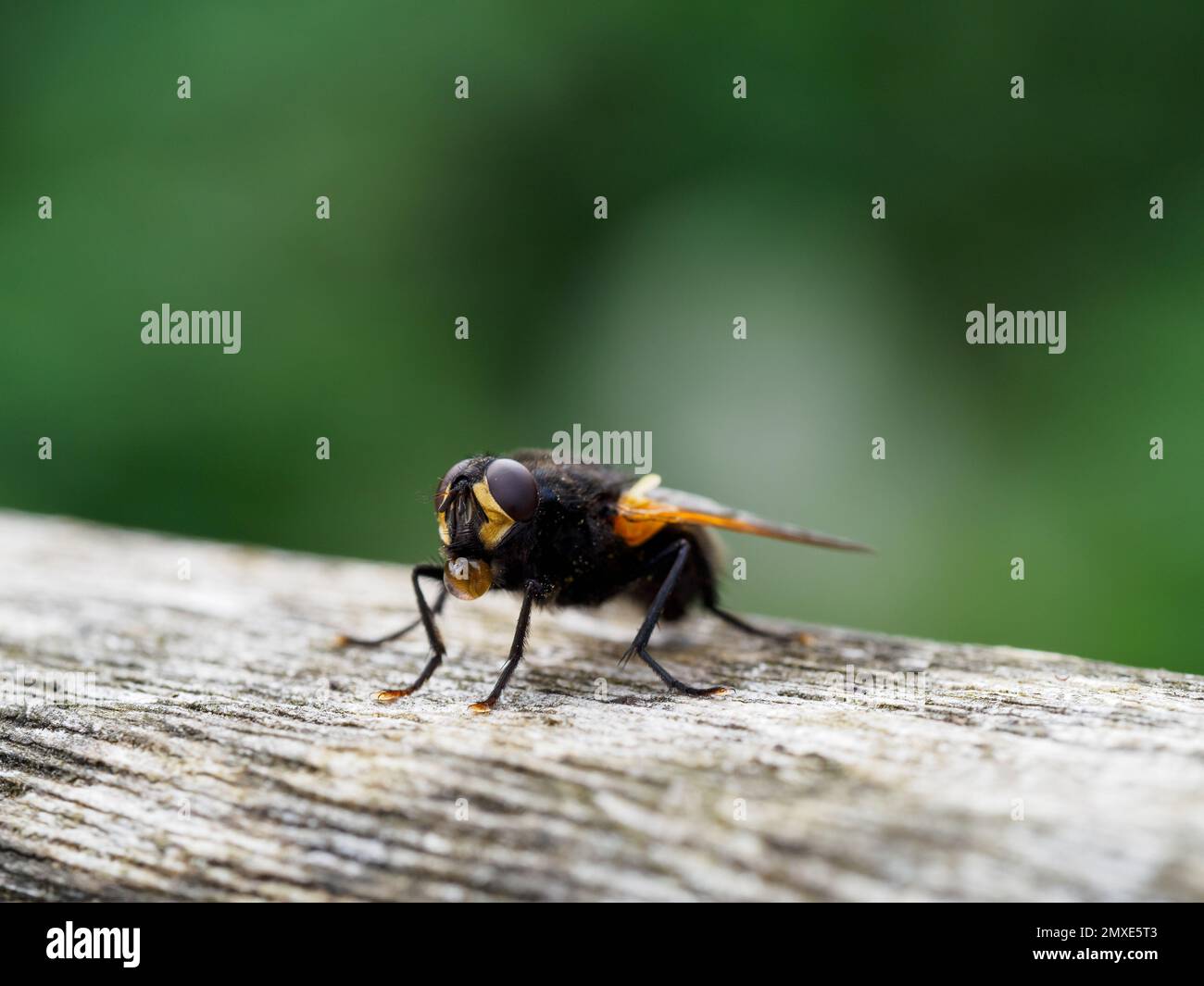 Common housefly (musca domestica Stock Photo - Alamy
