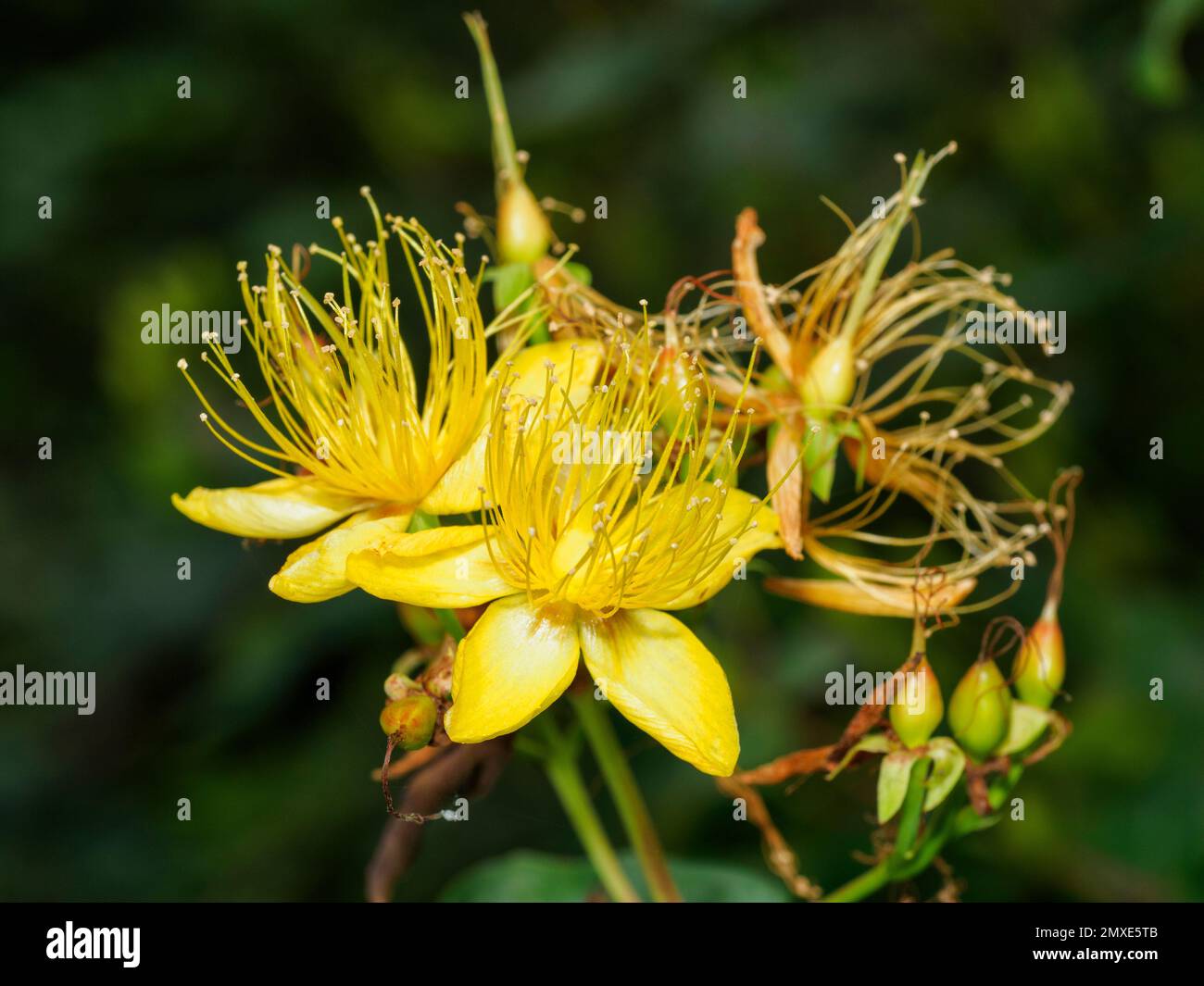 Hypericum perforatum - also known as St John's Wort growing near a lake ...