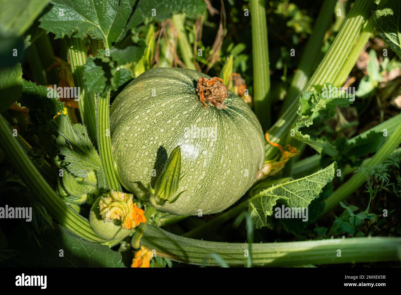 Round zucchini from Nice in eco garden, cucurbita pepo Stock Photo - Alamy