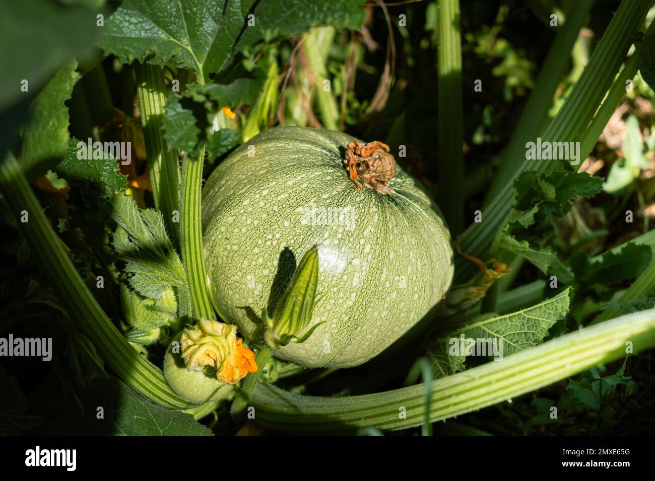Round zucchini from Nice in eco garden, cucurbita pepo Stock Photo - Alamy