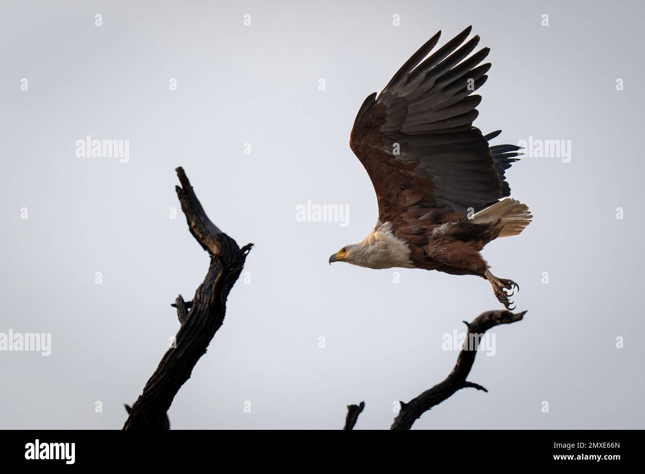 African fish eagle flies past dead branches Stock Photo - Alamy