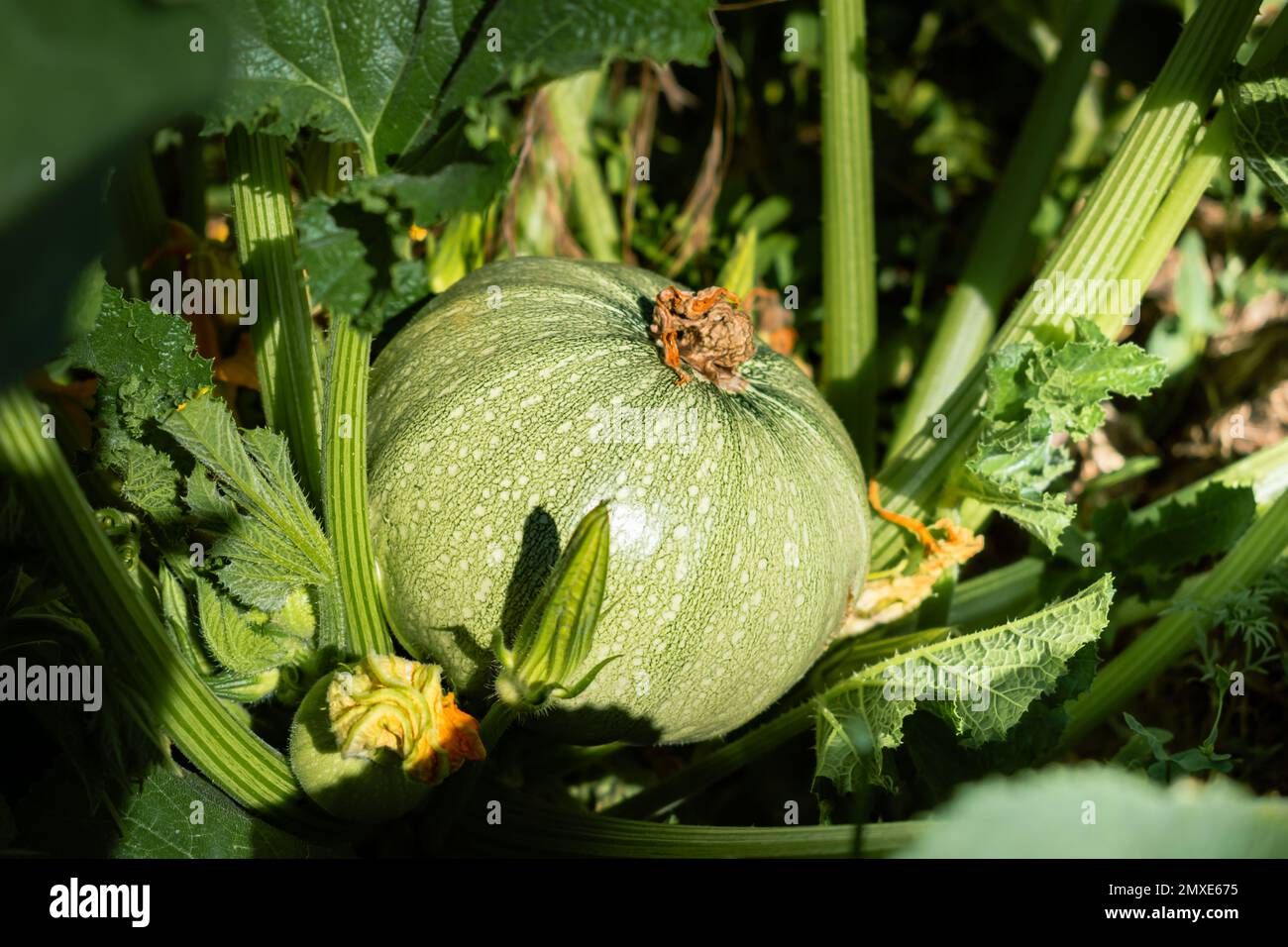 Round zucchini from Nice in eco garden, cucurbita pepo Stock Photo - Alamy