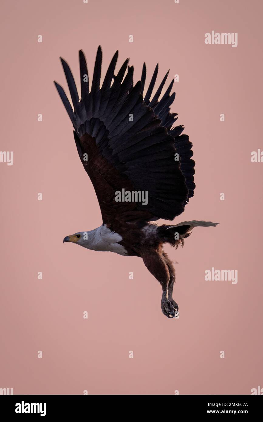 Fish eagle lodge hi-res stock photography and images - Alamy