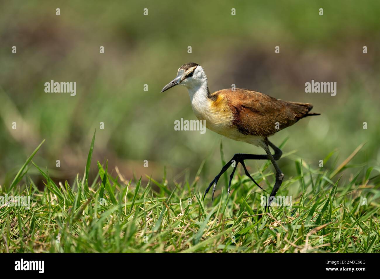 African jacana walks through grass lifting foot Stock Photo - Alamy
