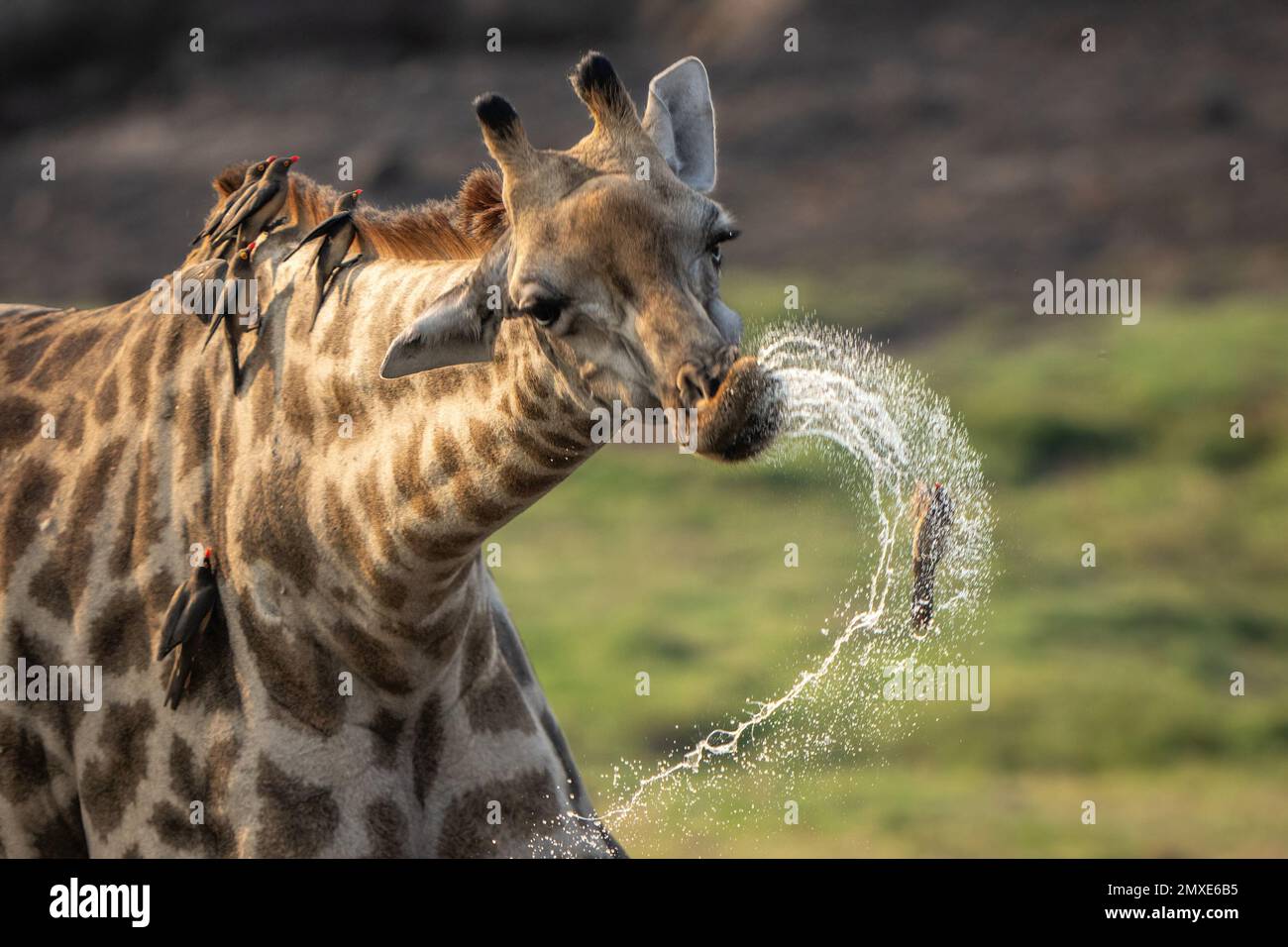 Close-up of giraffe dribbling water from mouth Stock Photo - Alamy