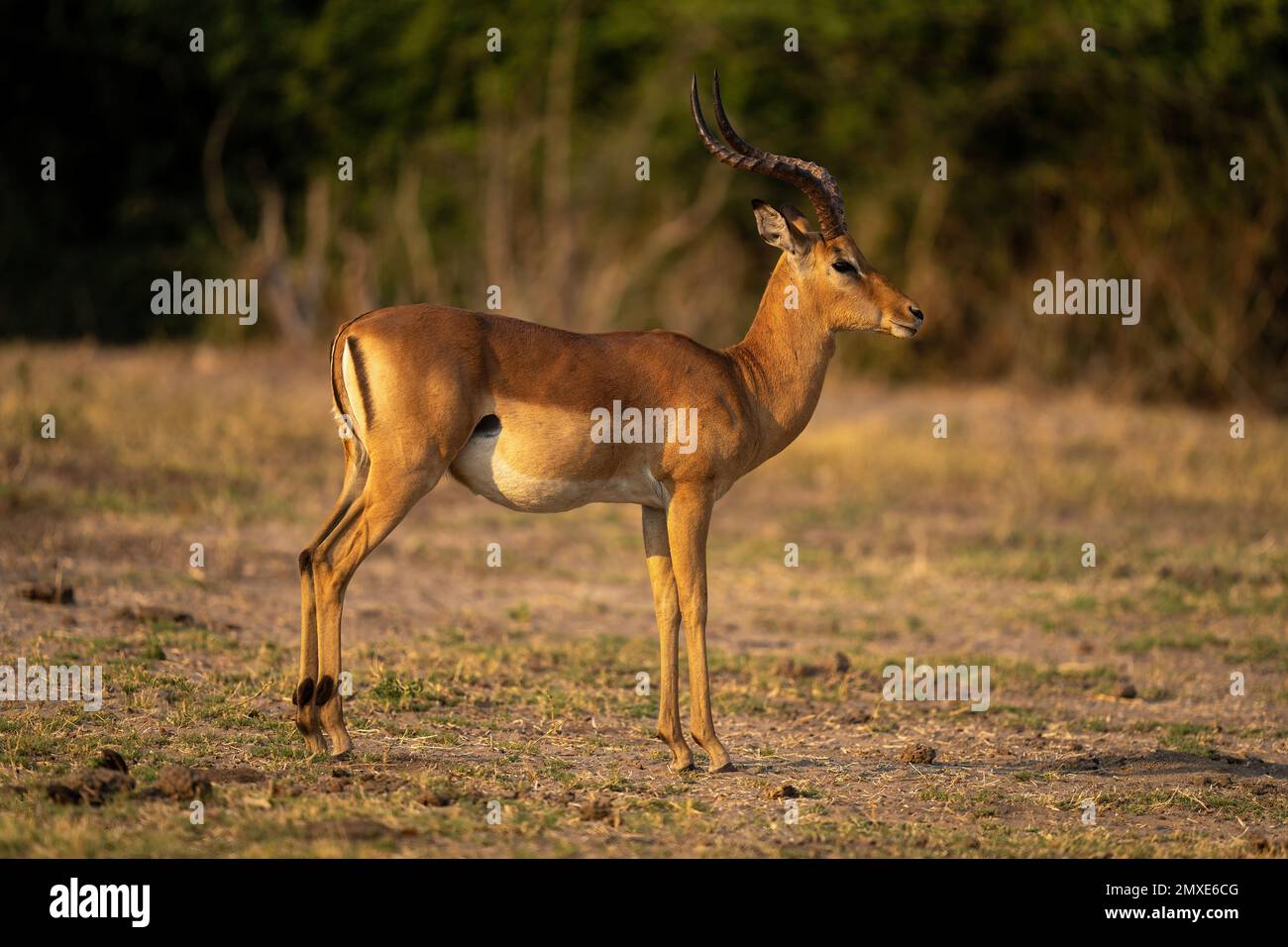 Male common impala with catchlight stands staring Stock Photo - Alamy